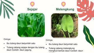 DAUN(morfologi).pptx