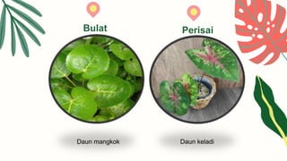 DAUN(morfologi).pptx