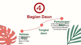 DAUN(morfologi).pptx
