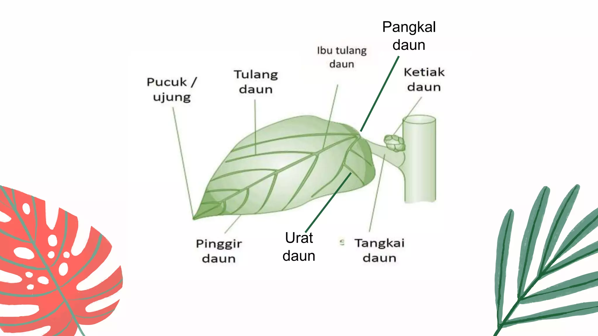 DAUN(BOTANI).pptx