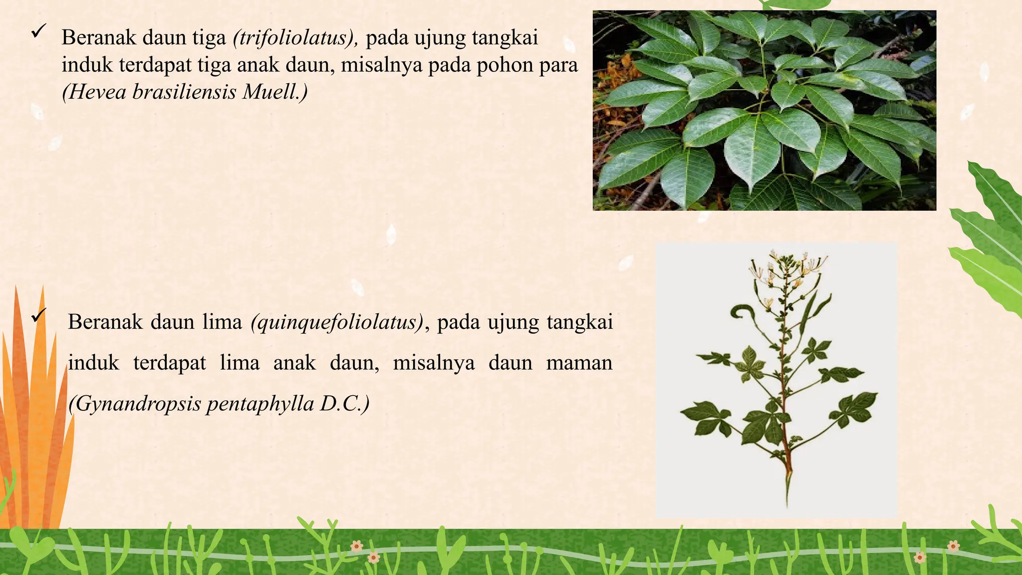 morfologi daun dan bentuk daun pada tumbuhan | PPTX