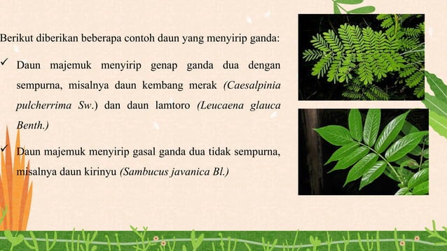 morfologi daun dan bentuk daun pada tumbuhan | PPTX