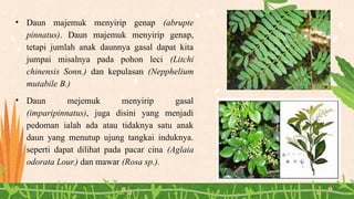 morfologi daun dan bentuk daun pada tumbuhan | PPTX