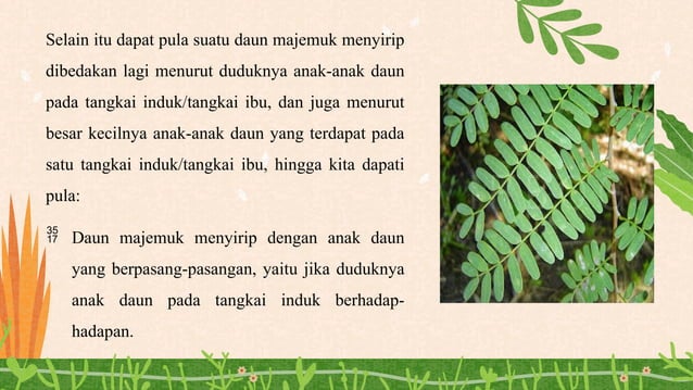 morfologi daun dan bentuk daun pada tumbuhan | PPTX