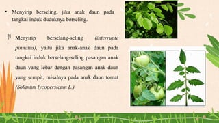 morfologi daun dan bentuk daun pada tumbuhan | PPTX