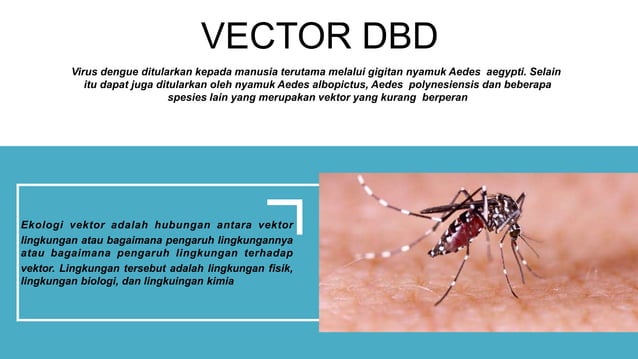 PPT DBD KELOMPOK 4.pptx