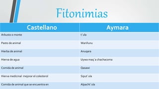 PPT de aymara Enquelga | PPTX