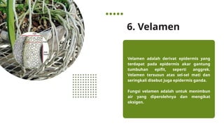 FUNGSI LAPISAN PADA TANAMAN (DERIVAT EPIDERMIS) | PPTX