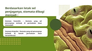 FUNGSI LAPISAN PADA TANAMAN (DERIVAT EPIDERMIS) | PPTX