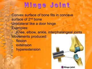 Diarthrotic Joints | PPTX