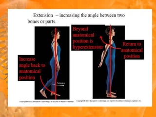 Diarthrotic Joints | PPTX