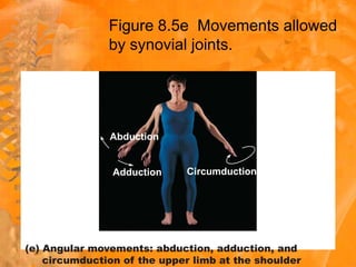 Diarthrotic Joints | PPTX