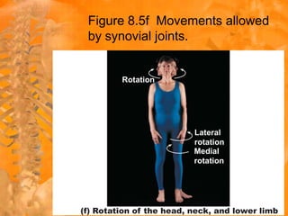 Diarthrotic Joints | PPTX