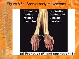 Diarthrotic Joints | PPTX