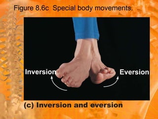 Diarthrotic Joints | PPT