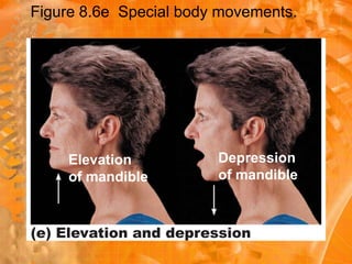 Diarthrotic Joints | PPTX