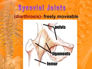 Diarthrotic Joints | PPTX