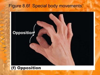 Diarthrotic Joints | PPTX