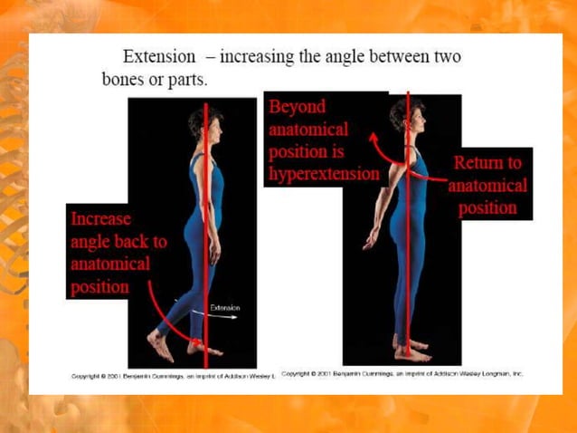 Diarthrotic Joints Diarthrotic Joints