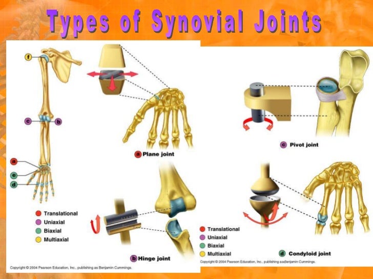 Diarthrotic Joints Diarthrotic Joints