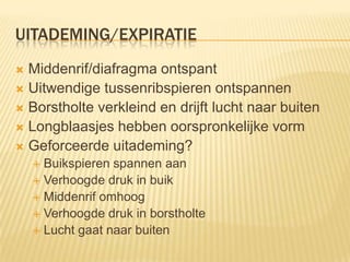 Ademhalingsstelsel | PPTX