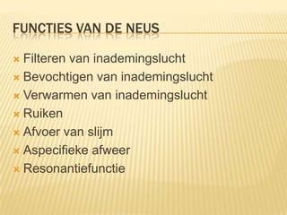 Ademhalingsstelsel | PPTX