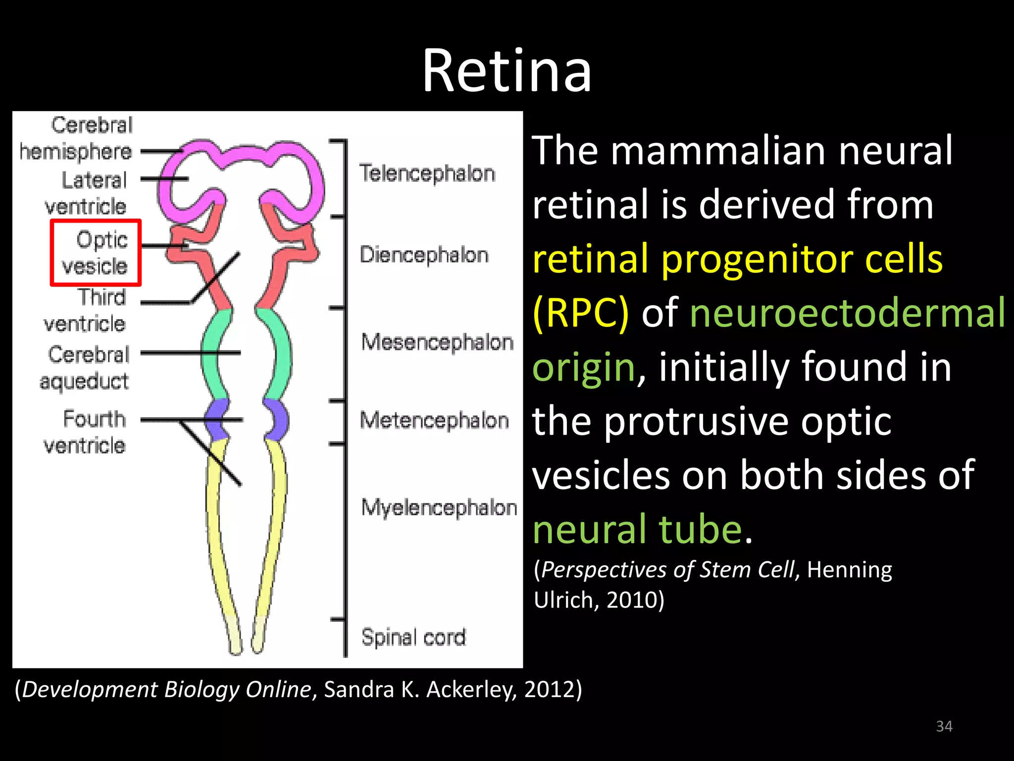 Differentiation of neural_cells_in_human_embryonic_stem | PDF