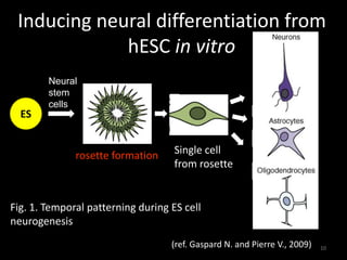Differentiation of neural_cells_in_human_embryonic_stem | PDF