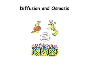 Ppt diffusion and osmosis | PPT