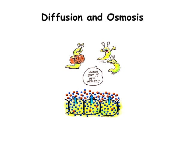 Ppt diffusion and osmosis | PPT | Chemistry | Science