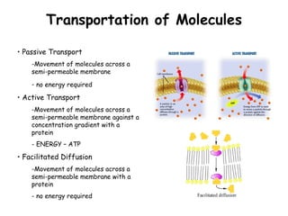 Ppt diffusion and osmosis | PPT