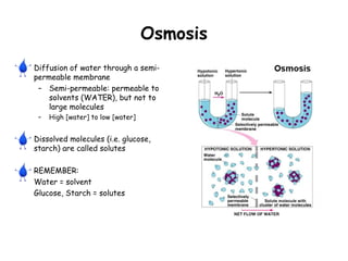 Ppt diffusion and osmosis | PPT