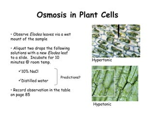 Elodea In Distilled Water