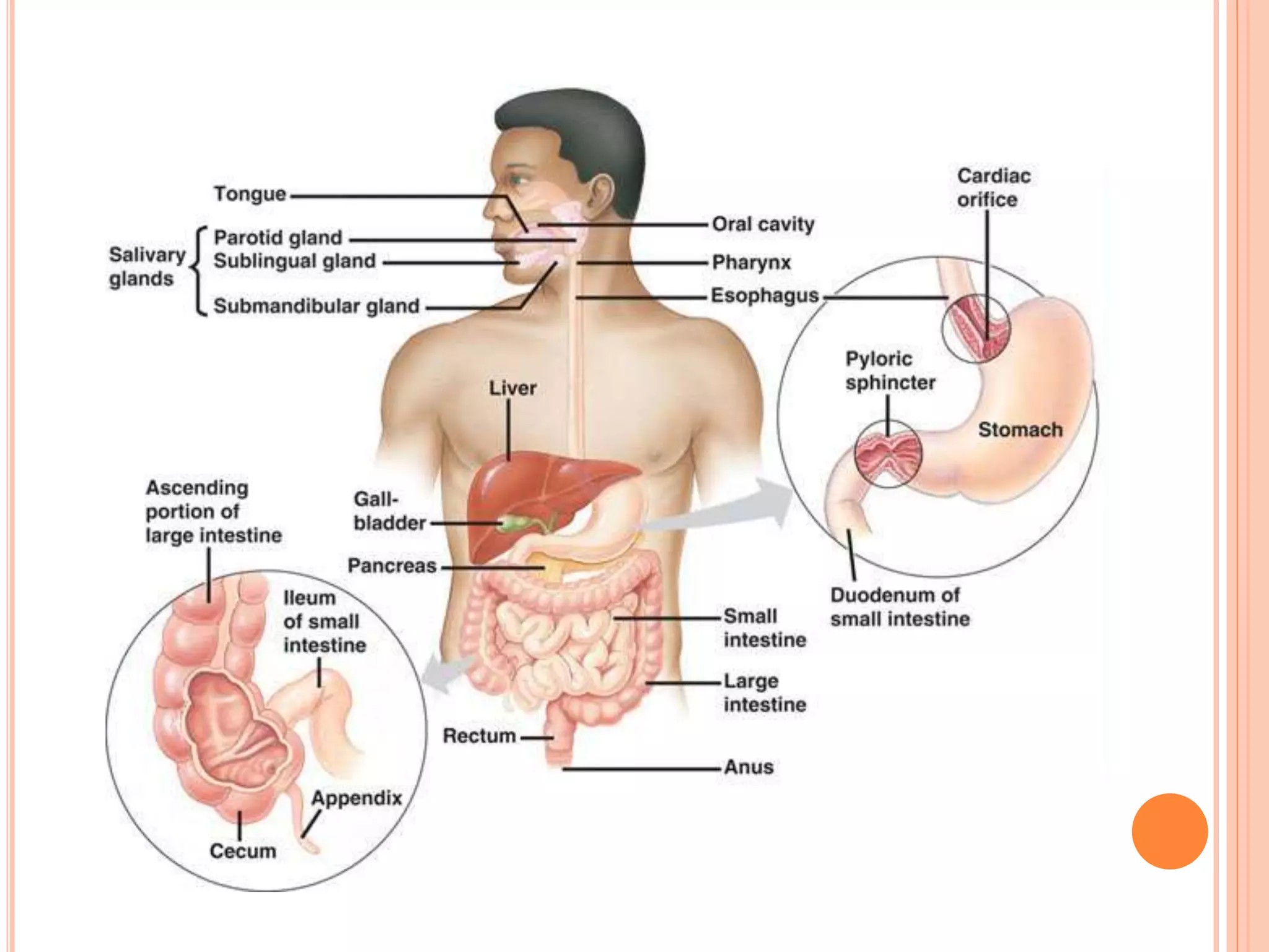 Ppt digestive system | PPT