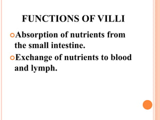 Ppt digestive system | PPT