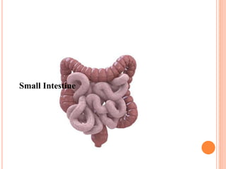 Ppt digestive system | PPTX