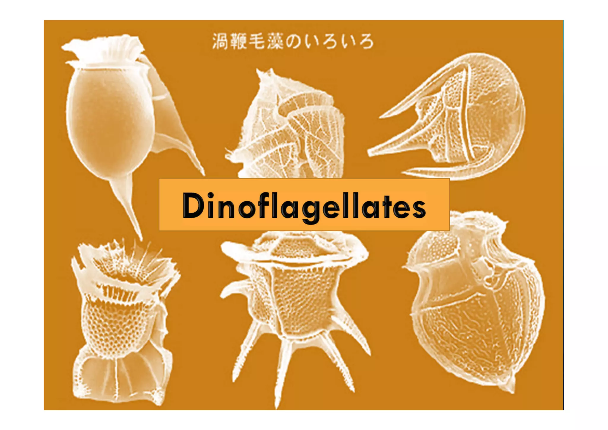 Organic Acritarch's & Dinoflagellates | PDF