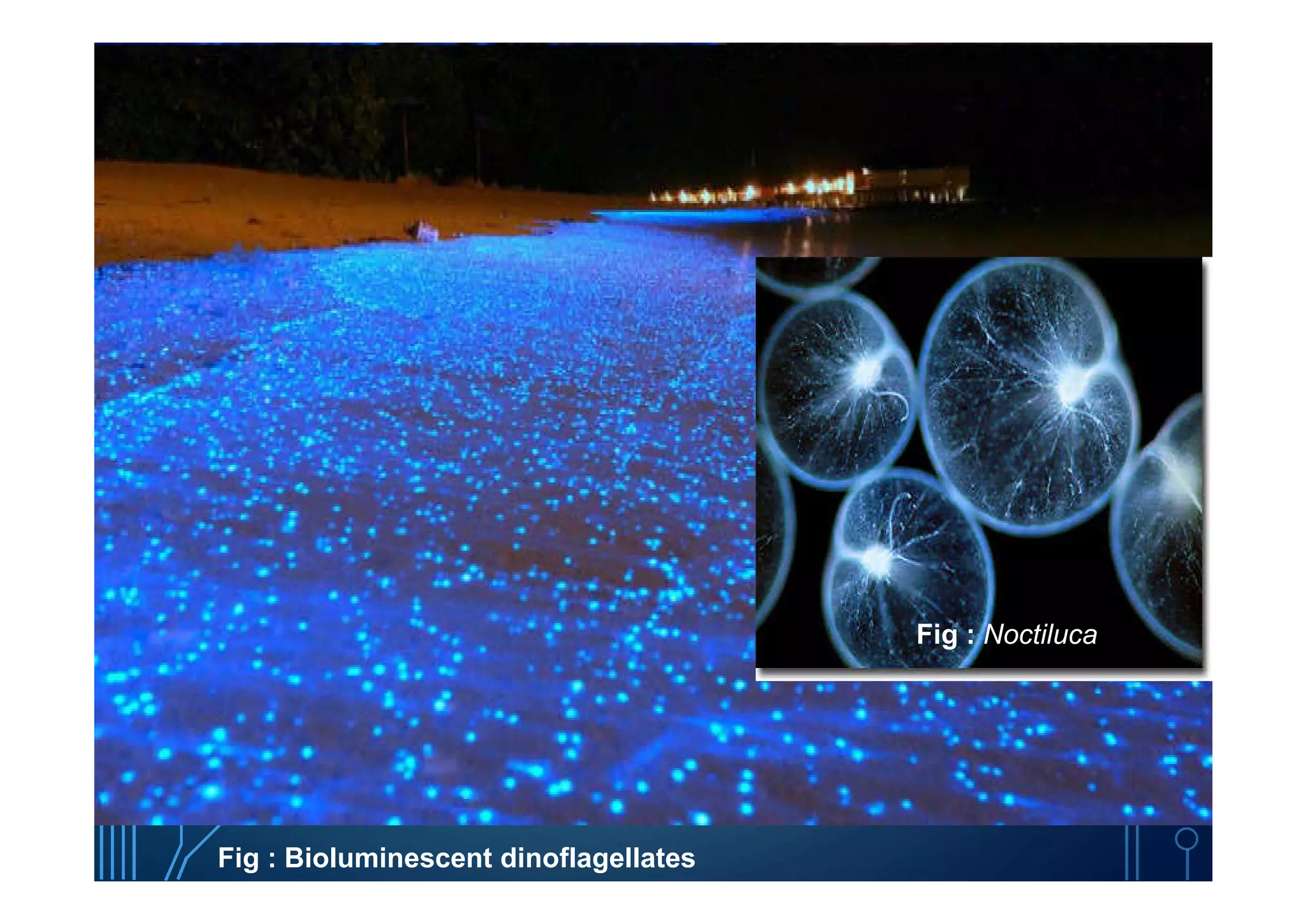 Organic Acritarch's & Dinoflagellates | PDF