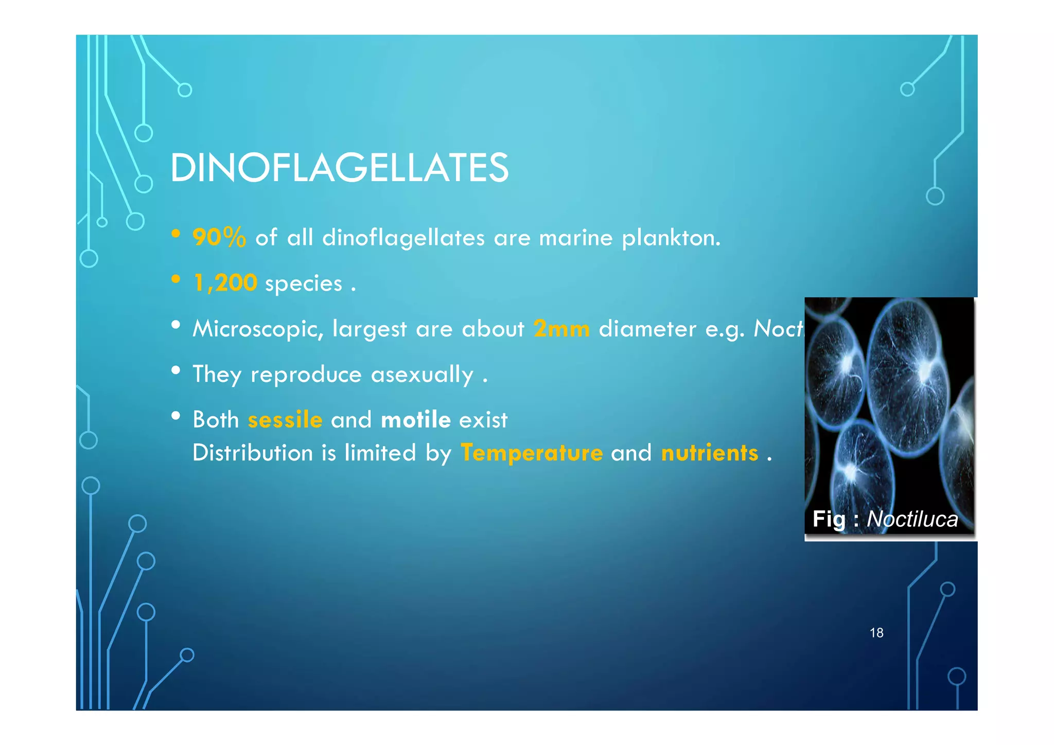 Organic Acritarch's & Dinoflagellates | PDF