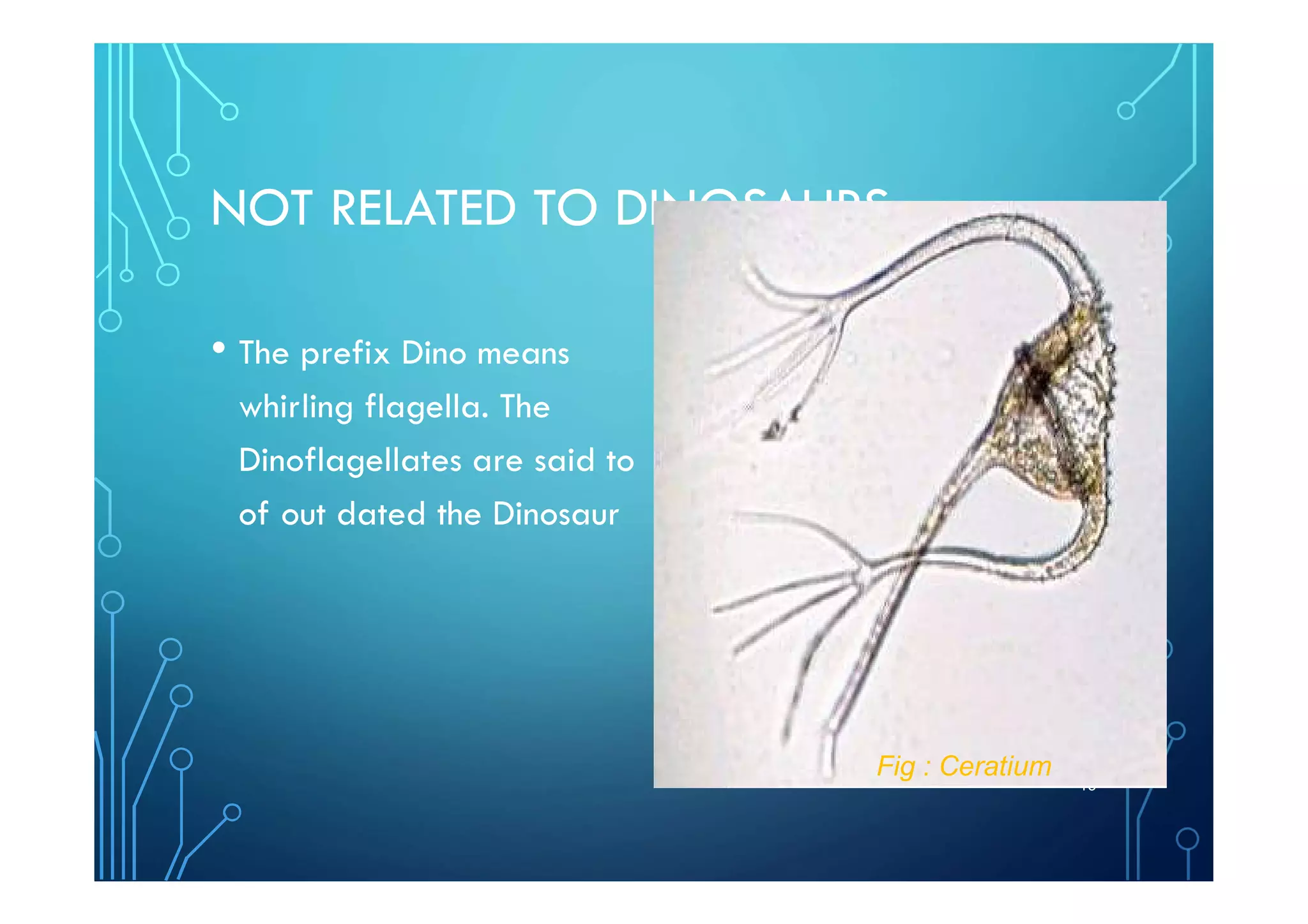 Organic Acritarch's & Dinoflagellates | PDF