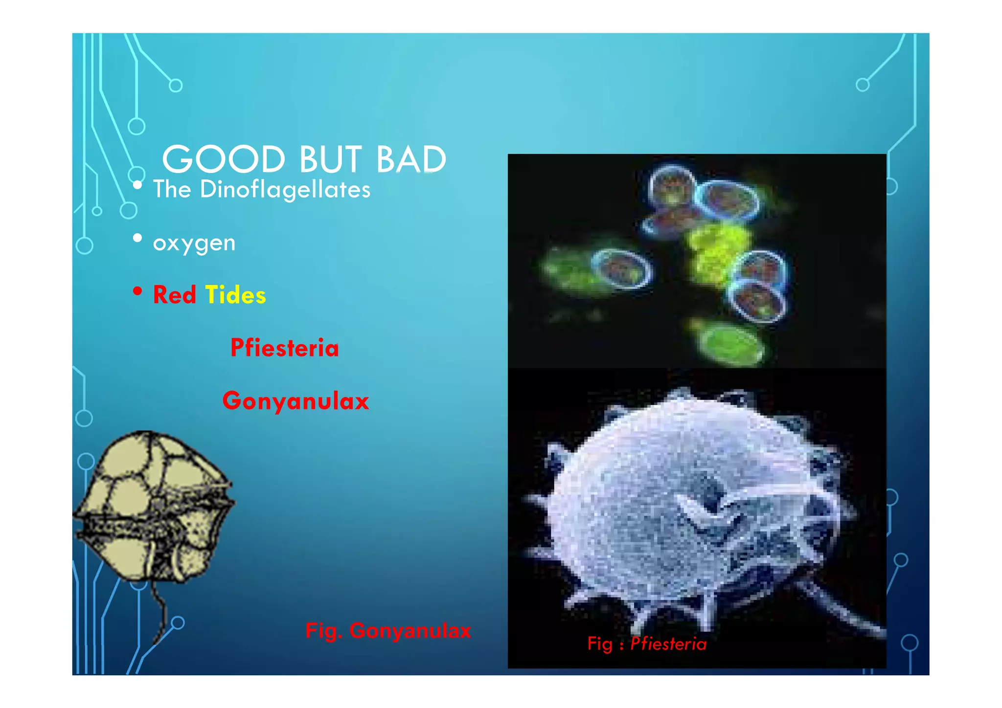 Organic Acritarch's & Dinoflagellates | PDF