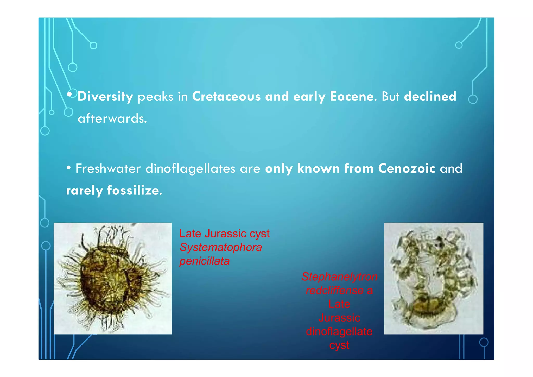 Organic Acritarch's & Dinoflagellates | PDF