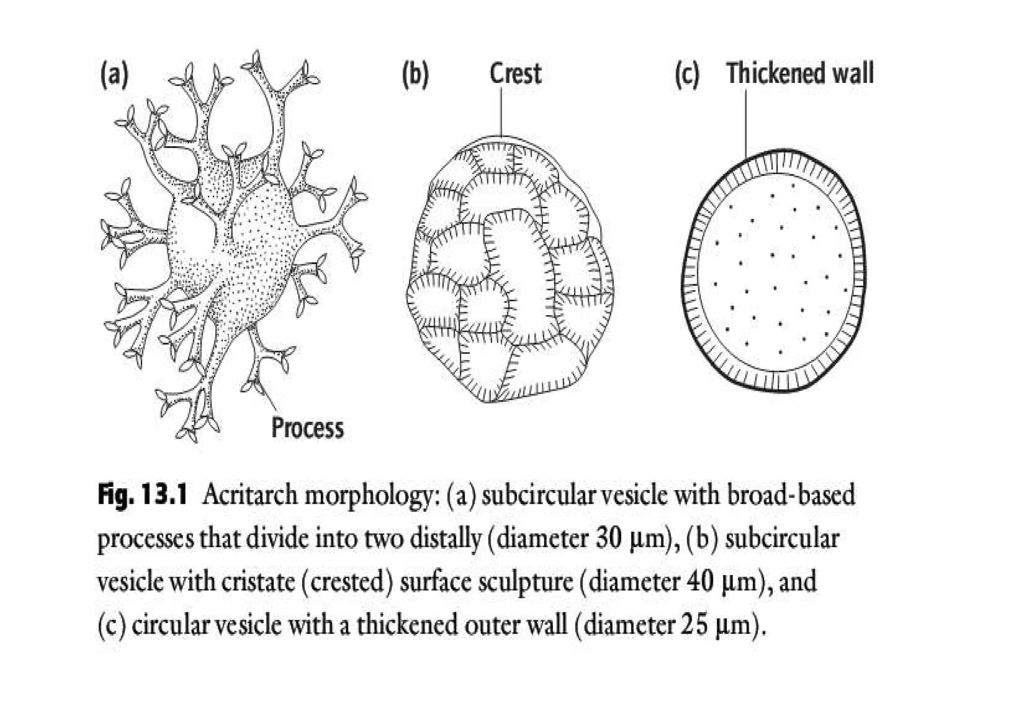 Organic Acritarch's & Dinoflagellates | PDF