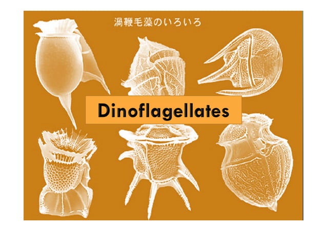 Organic Acritarch's & Dinoflagellates | PDF | Biological Sciences | Science