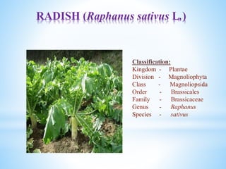 Effect of Salinity Stress on the Vegetative Growth of Radish (Raphanus ...