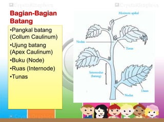 Akar dan Batang Dasar Ilmu Tanaman | PPT