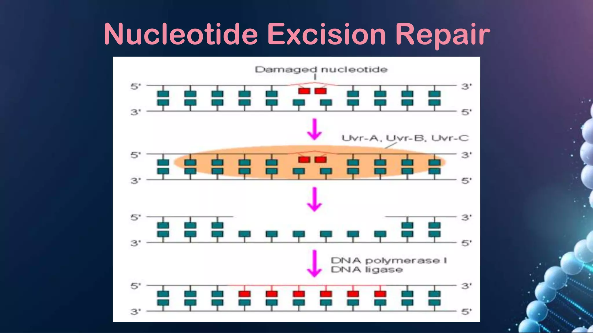 PPT DNA REPAIR.pptx