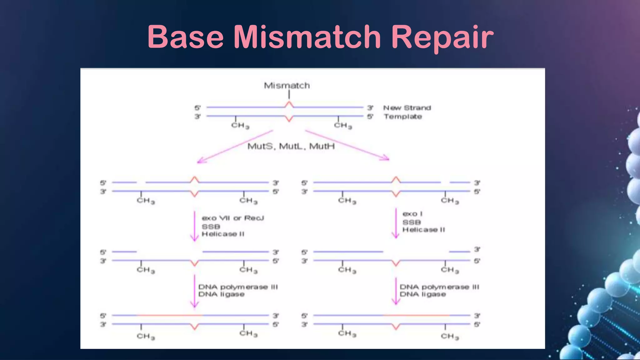 PPT DNA REPAIR.pptx