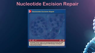PPT DNA REPAIR.pptx