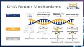 PPT DNA REPAIR.pptx